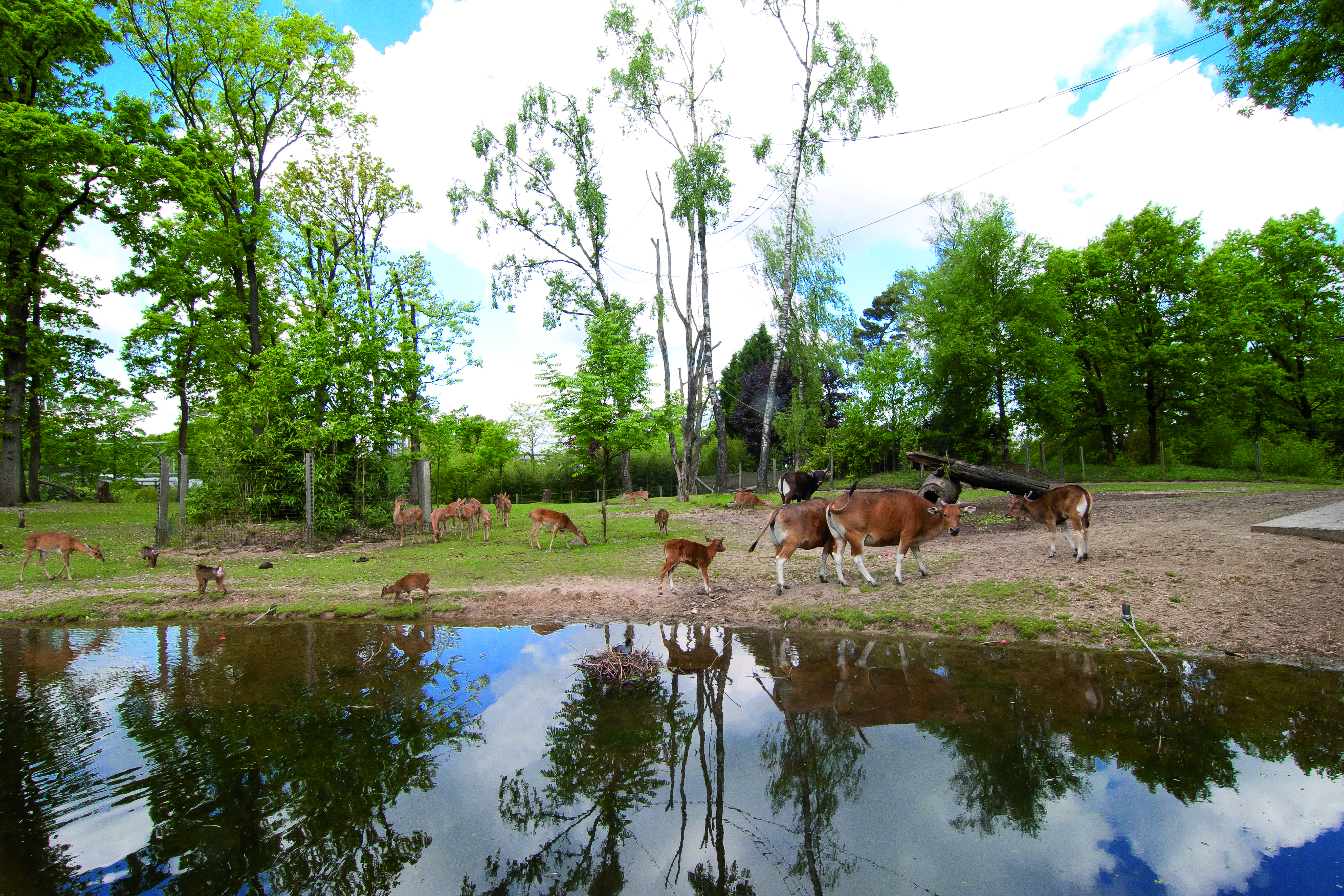 What is an eco-display? The Rimba