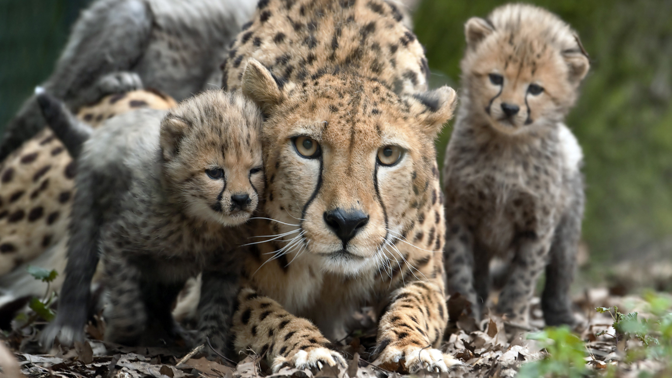 EAZA | Royal Burgers' Zoo