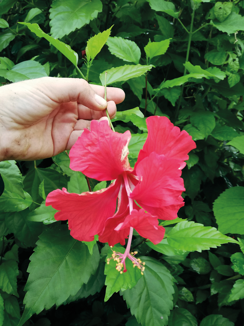 Indonesian National Flower Jasmine | Best Flower Site