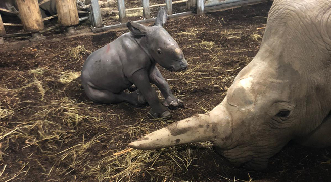 Birth rhinoceros calf puts Arnhem in European top five