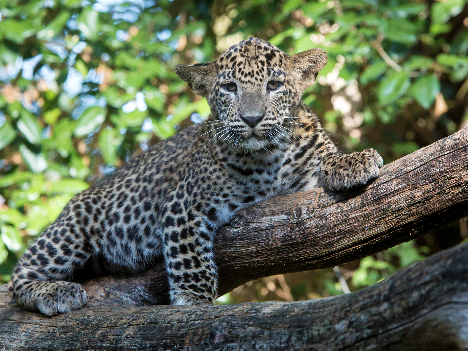 Reservation | Royal Burgers' Zoo