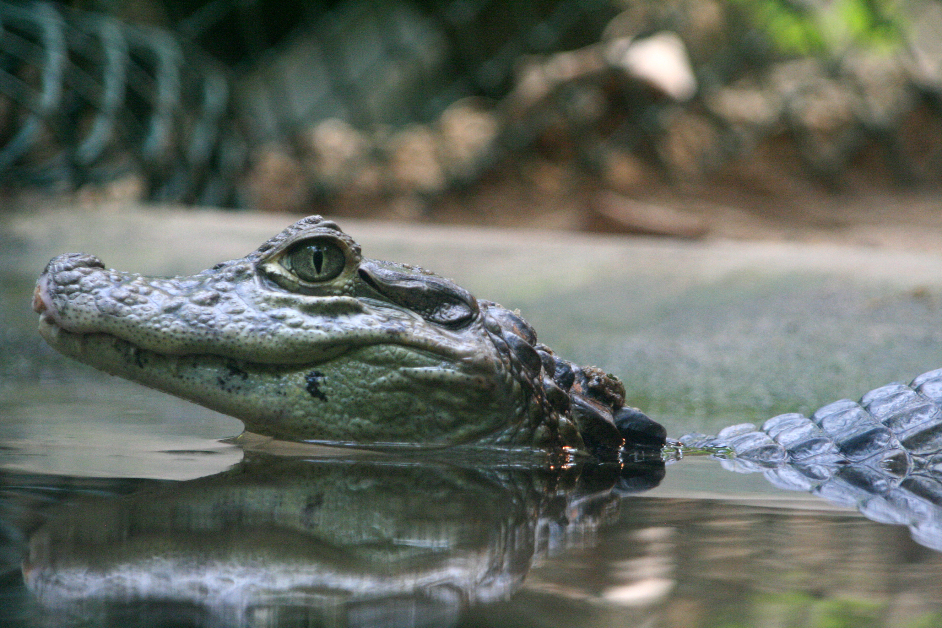 Bush | Royal Burgers' Zoo
