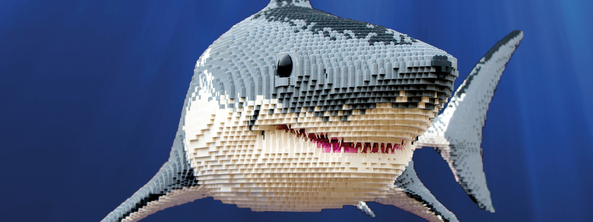 Ocean Bricks | Royal Burgers' Zoo