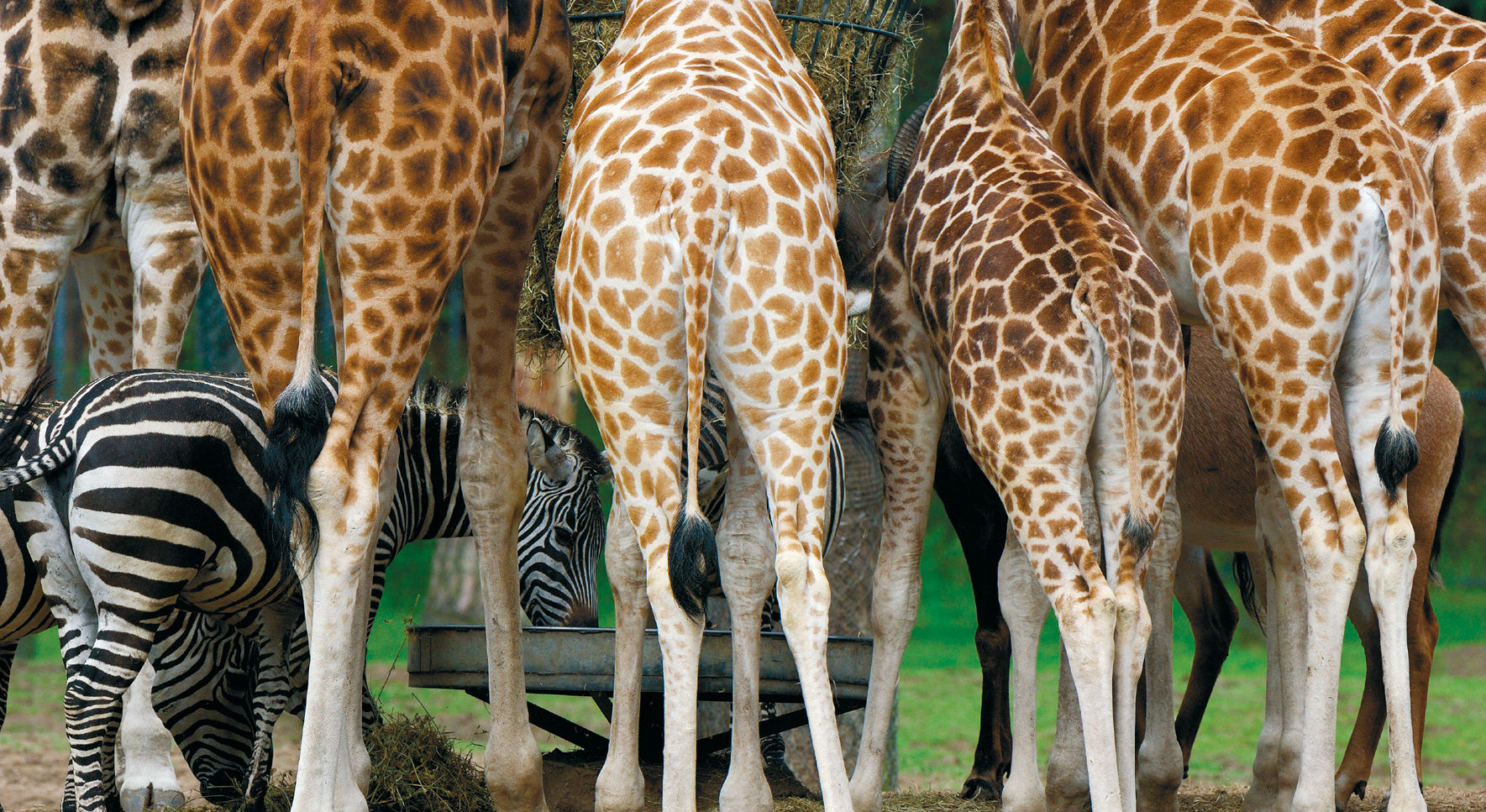 Guided tours | Royal Burgers' Zoo