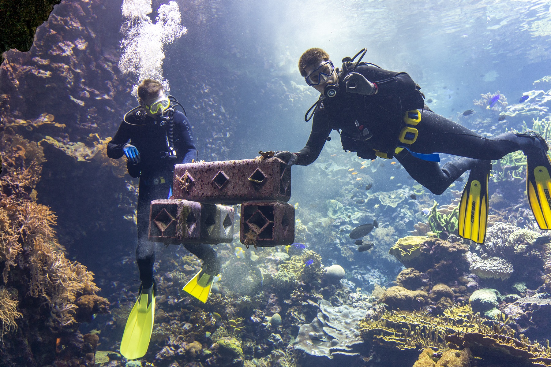 Using knowledge of corals to restore coral reefs